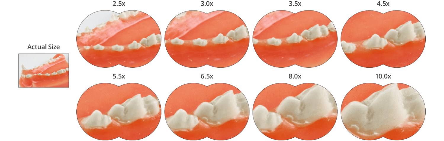 Advantages of Loupes and LED Headlights for Veterinarians - SurgiTel